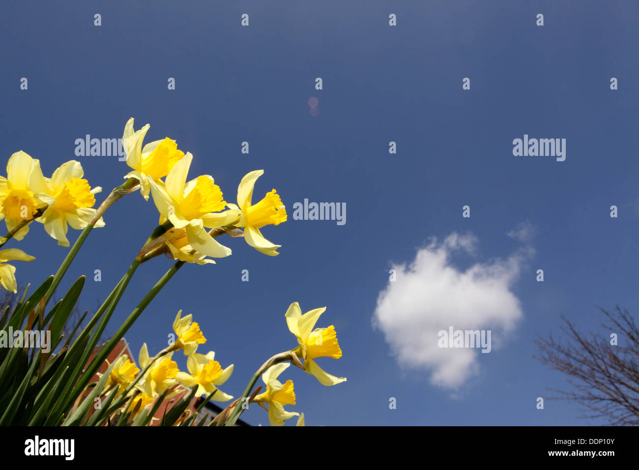 Daffodils blue sky and fluffy white cloud, Spring Springtime, Suffolk ...