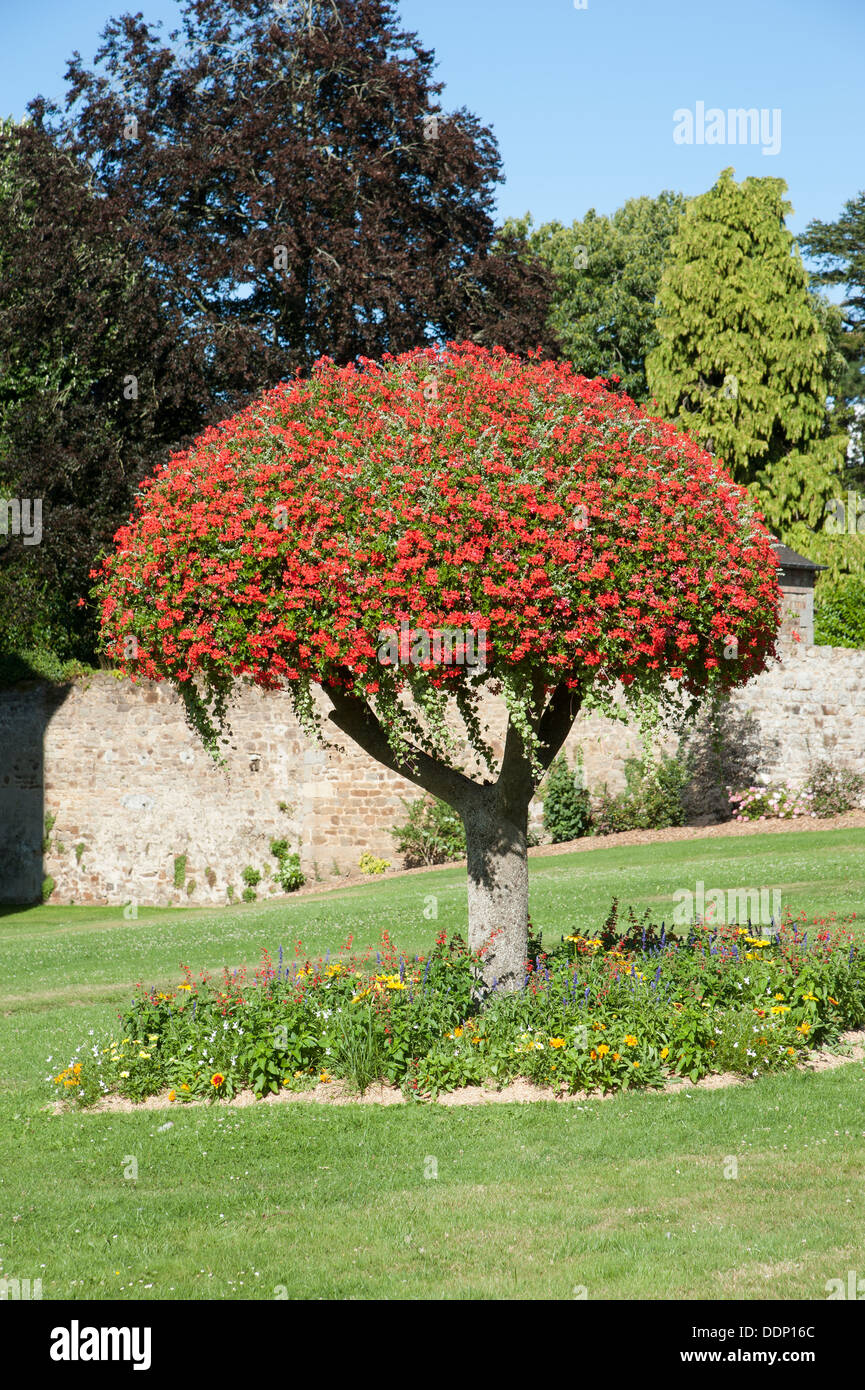French tree scarlet colour cultivated plant Display of Geranium plants ...