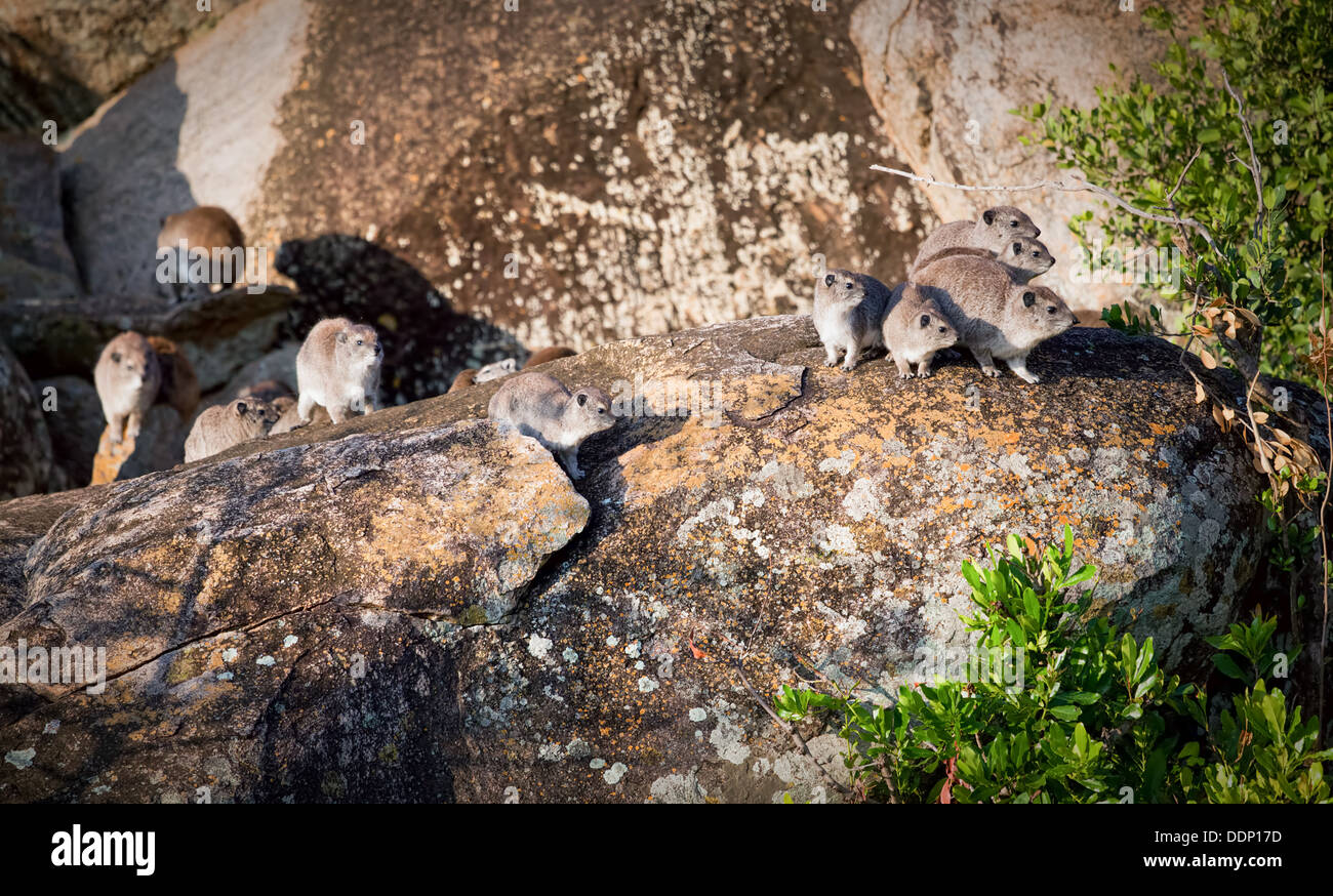 Rock hyrax (Procavia capensis) family group in Serengeti, Tanzania ...