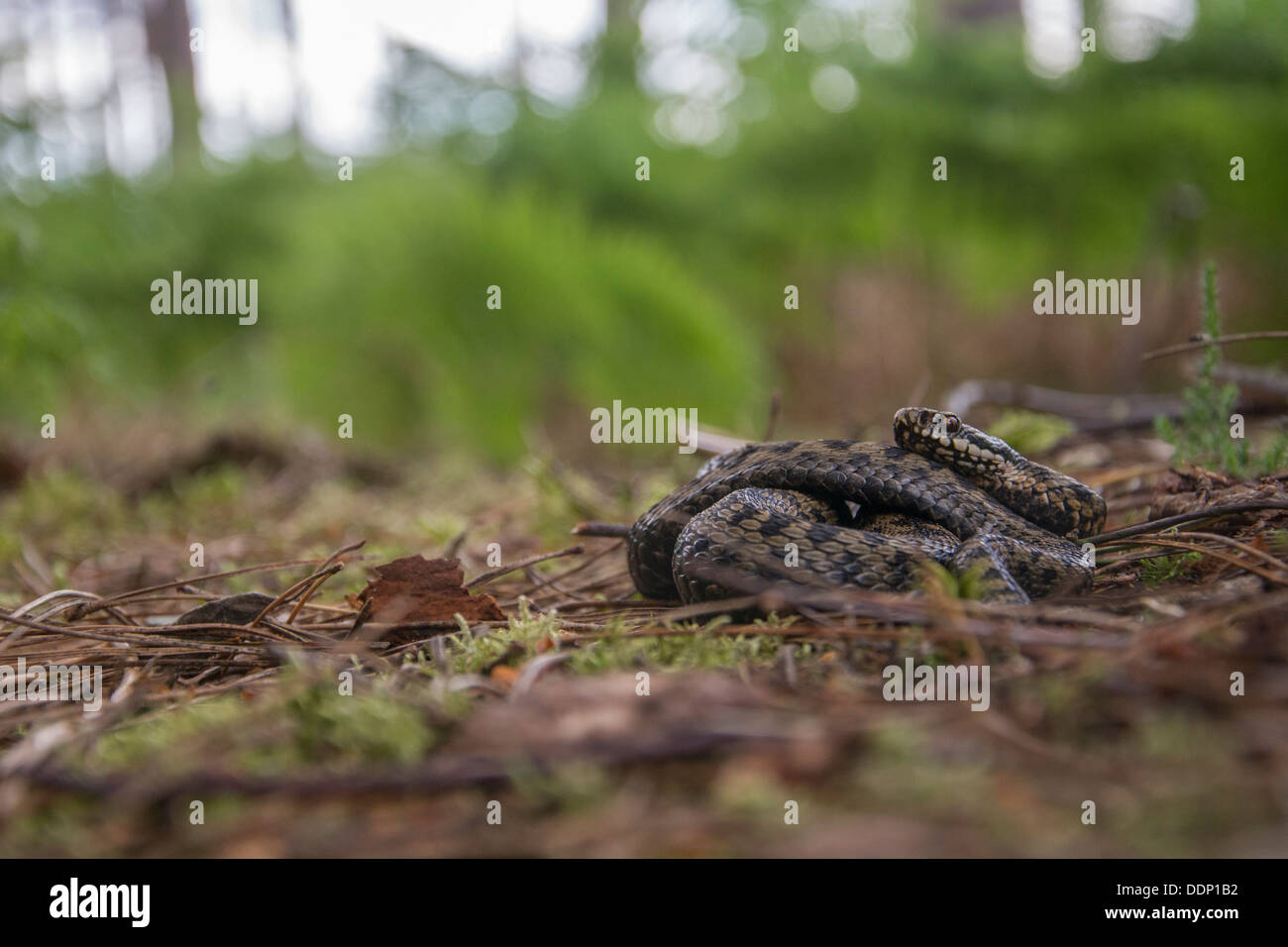Adder uk hi-res stock photography and images - Alamy