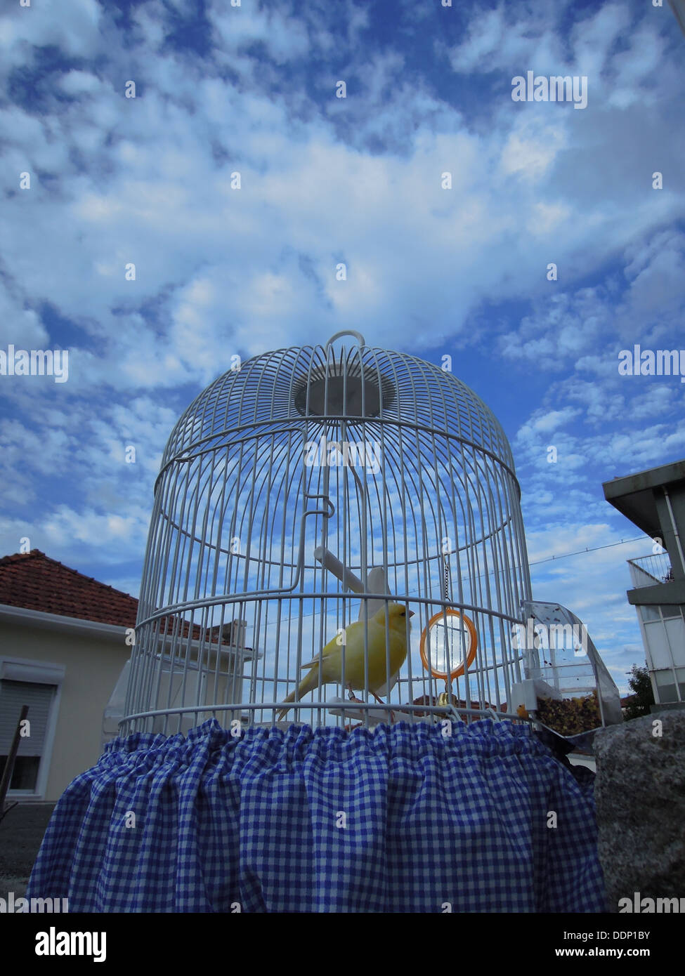 Blue bird cage hi-res stock photography and images - Alamy