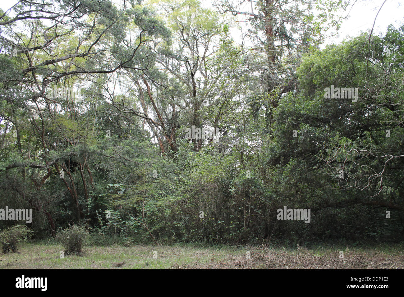 Trees and bushes in a park Stock Photo - Alamy