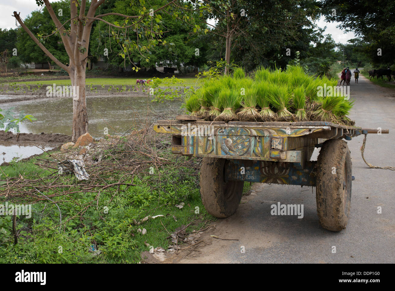Bundles of new rice plants on a bullock cart just before planting a new ...