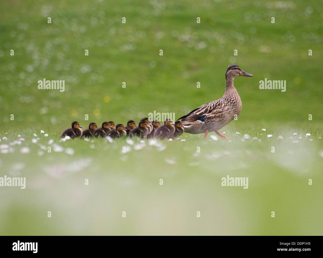Ducklings Line High Resolution Stock Photography and Images - Alamy