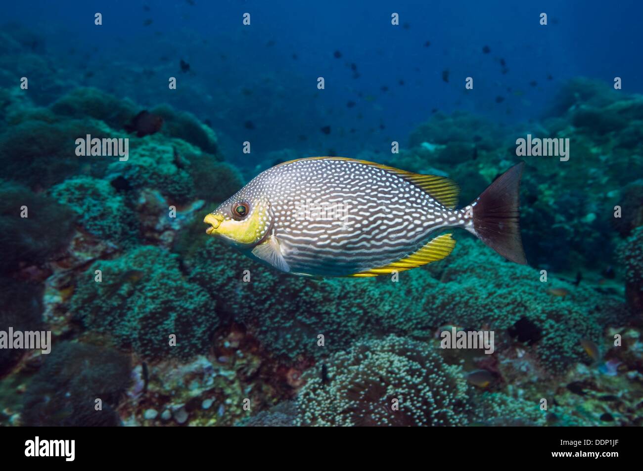 Javus hi-res stock photography and images - Alamy