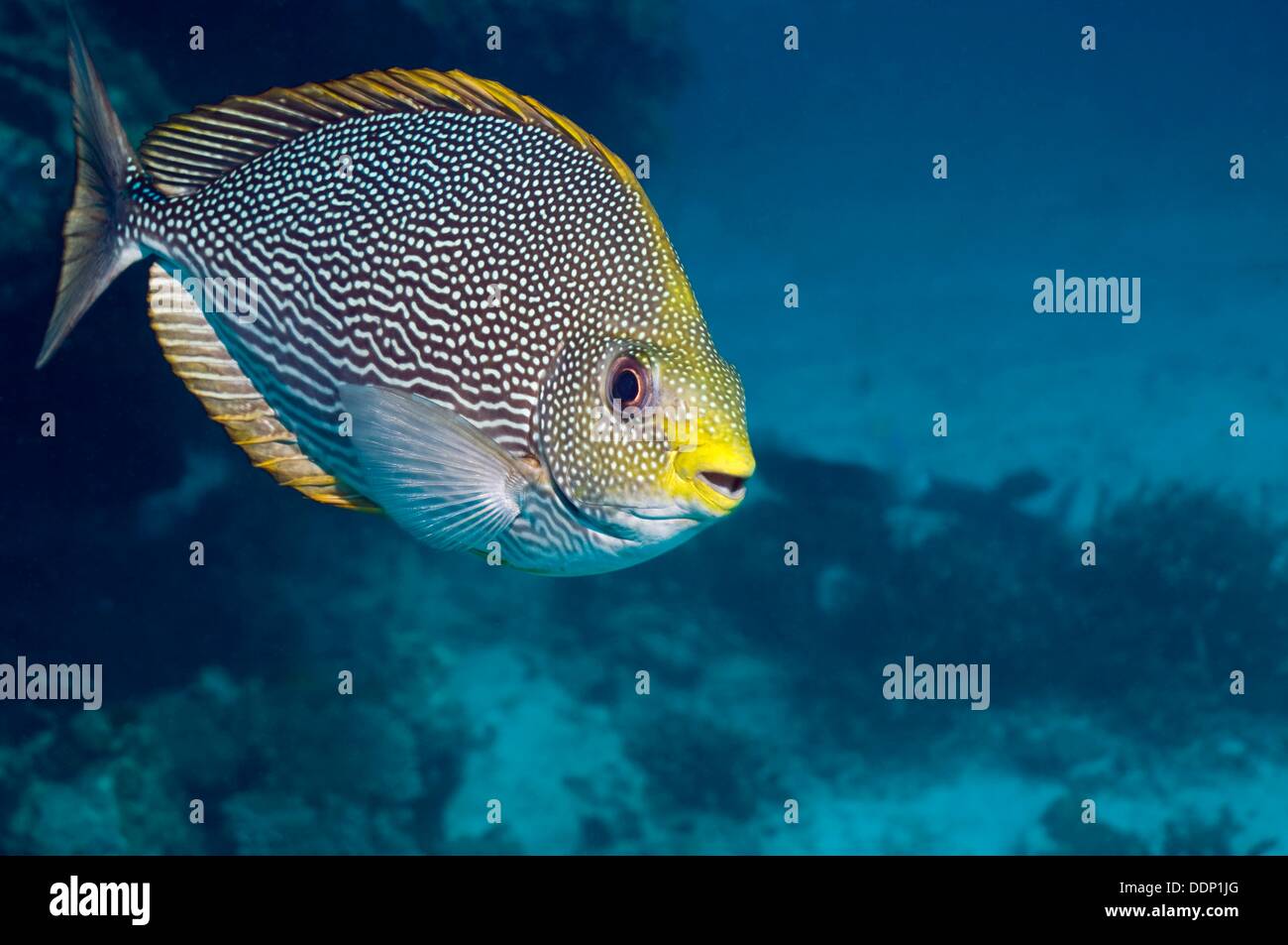 Javus hi-res stock photography and images - Alamy