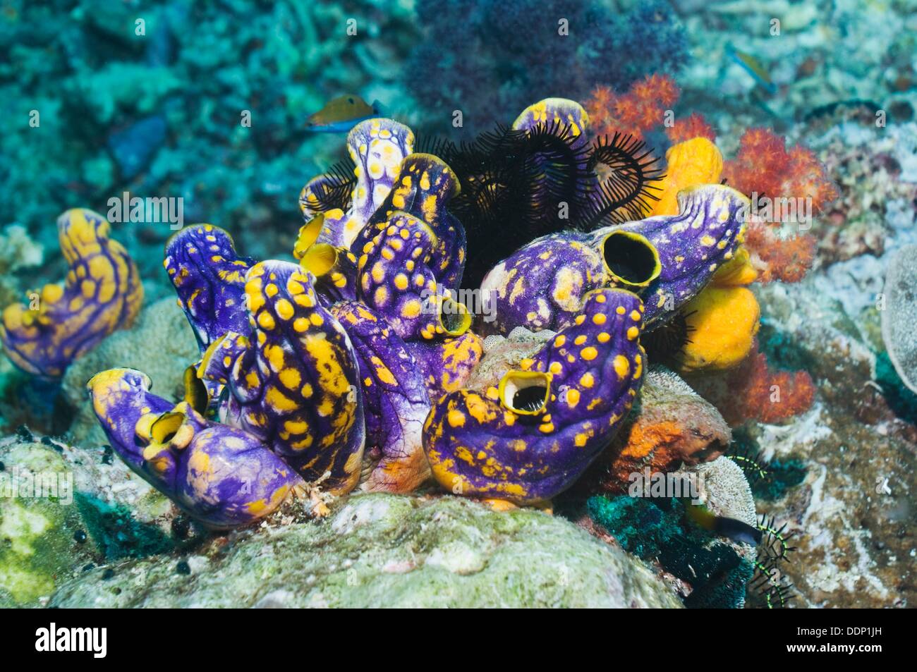 The sea squirt or butter tunicate polycarpa aurata hi-res stock ...