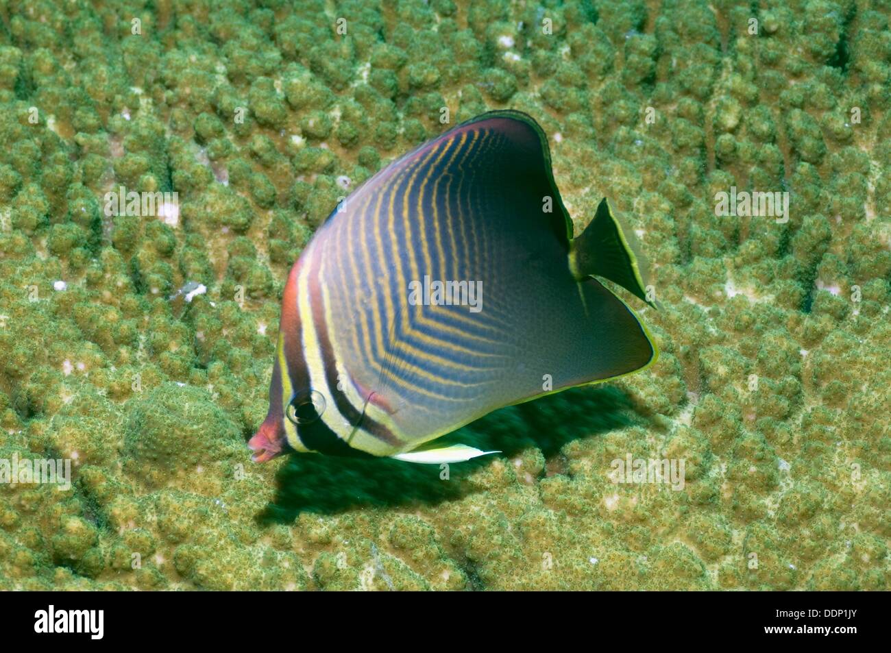 Triangle butterflyfish hi-res stock photography and images - Alamy