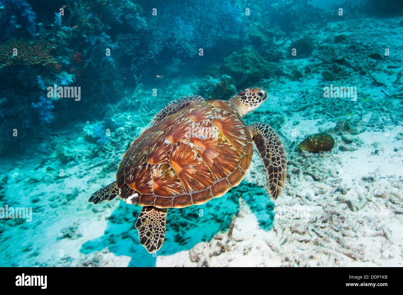 Carapace sea turtle hi-res stock photography and images - Alamy
