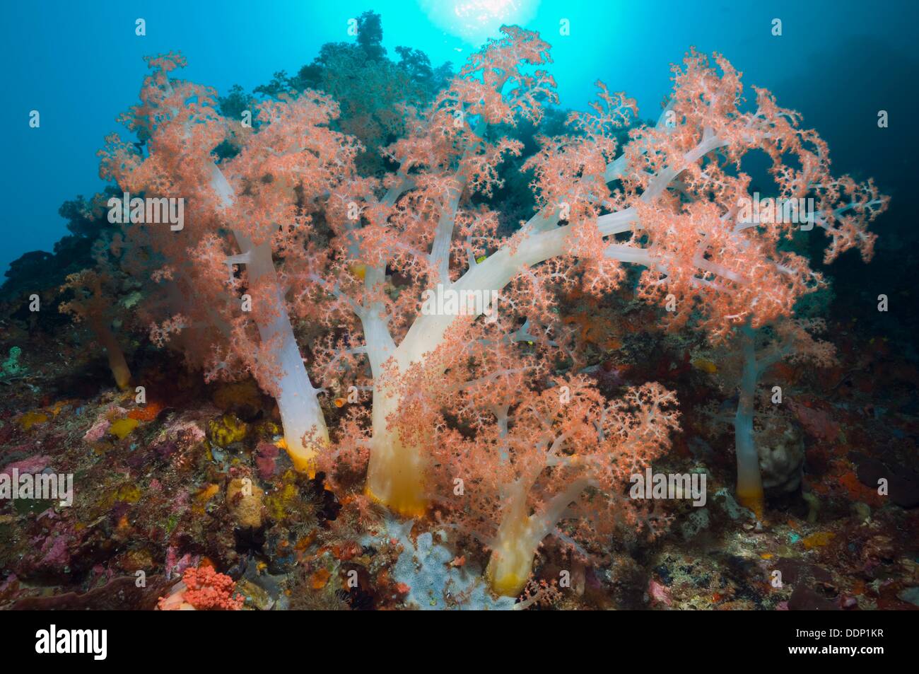 Scleronephthya sp hi-res stock photography and images - Alamy