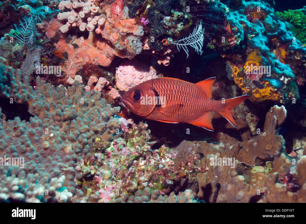 Pinecone soldierfish hi-res stock photography and images - Alamy