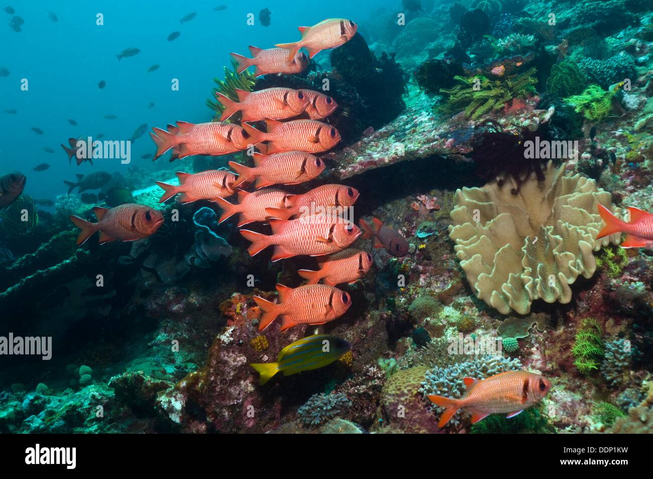 Big scale soldierfish hi-res stock photography and images - Alamy