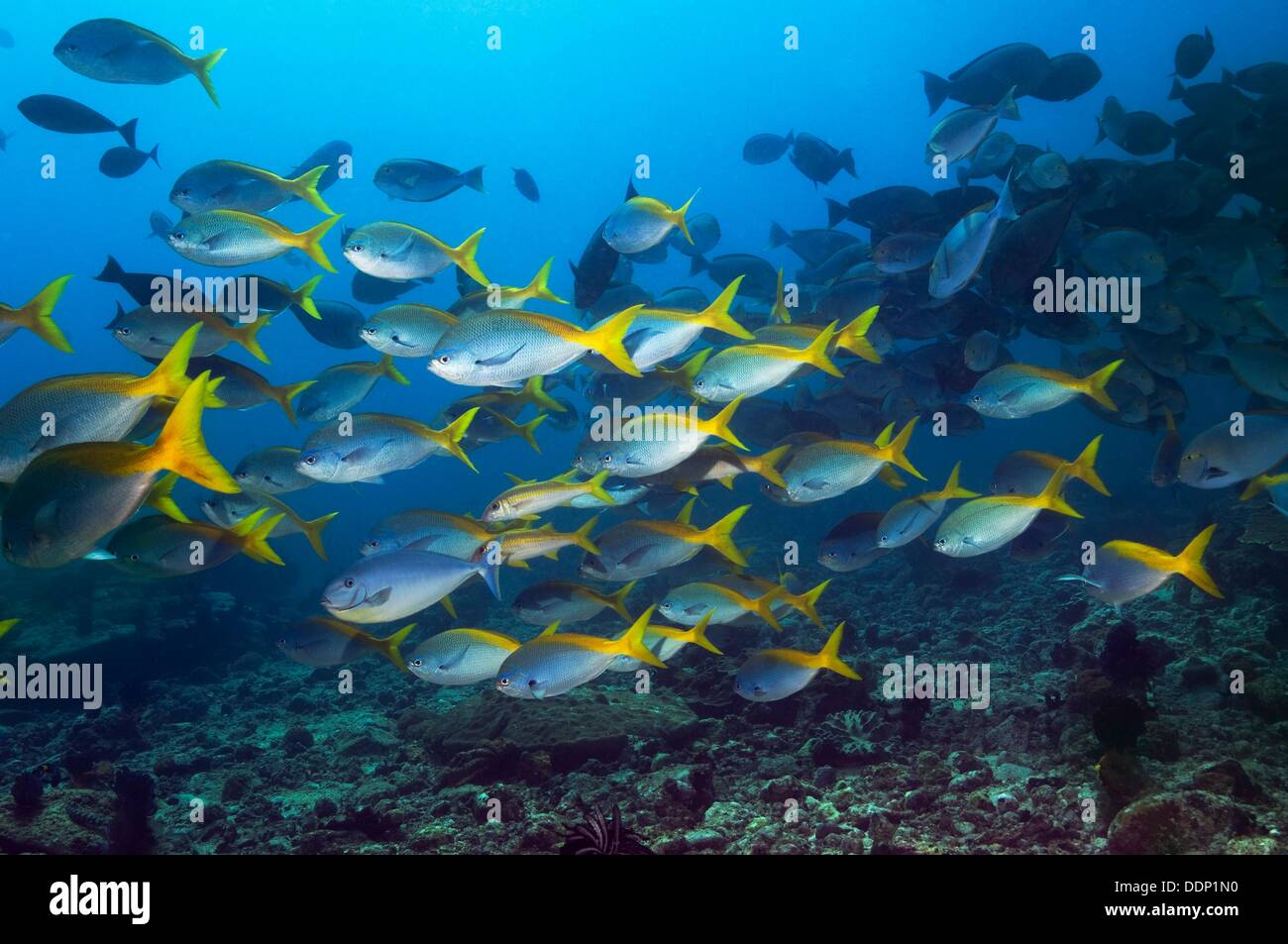 Redbelly yellowtail fusilier caesio cuning hi-res stock photography and ...