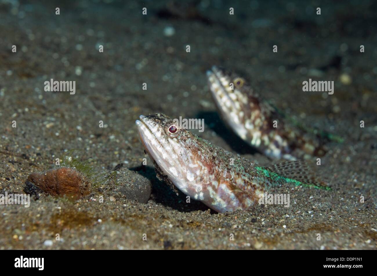 Half Submerged Fish High Resolution Stock Photography and Images - Alamy