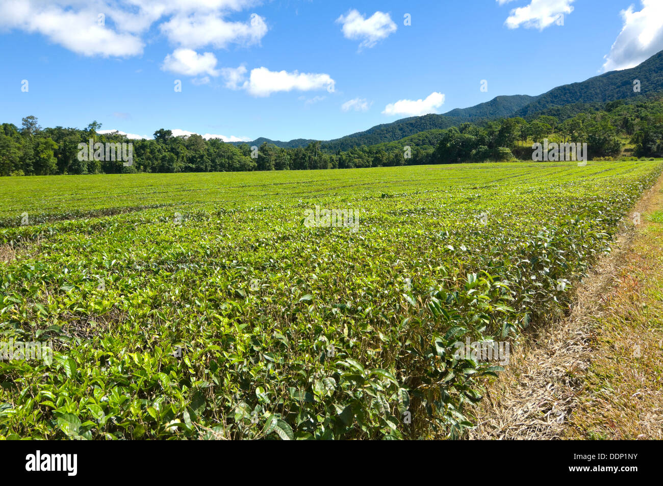 Tea Plantation, Far North Queensland, FNQ, QLD, Australia Stock Photo ...