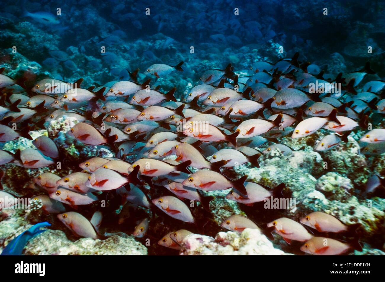Humpback red snapper lutjanus gibbus hi-res stock photography and ...