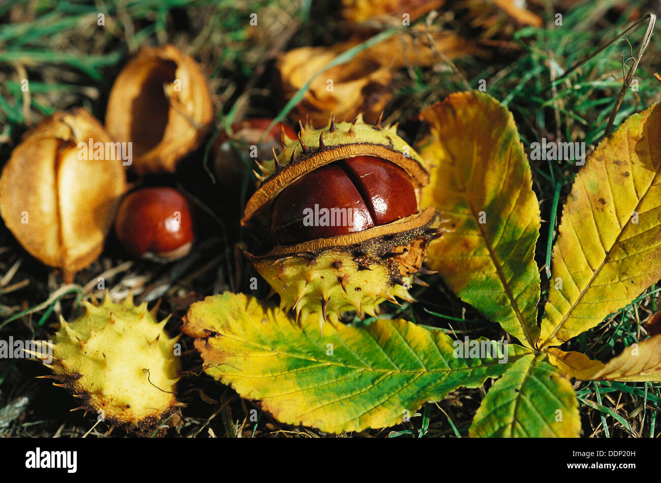 Horizontal chestnut hi-res stock photography and images - Alamy