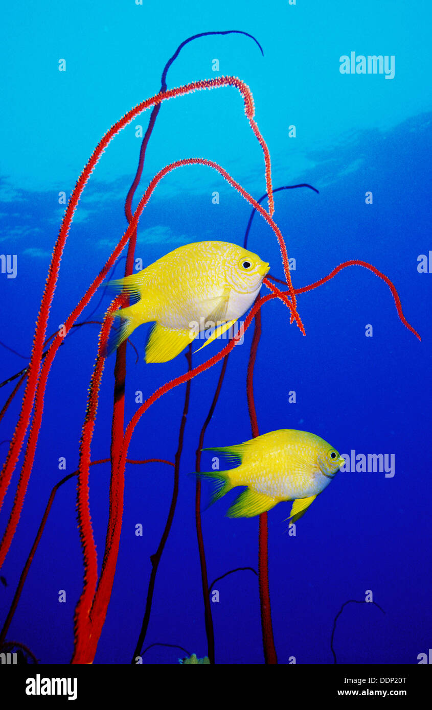 Junceella juncea hi-res stock photography and images - Alamy