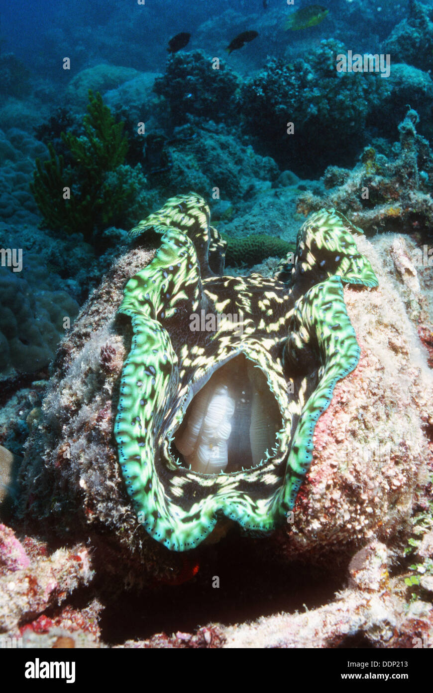 Giant clam and great barrier reef hi-res stock photography and images ...