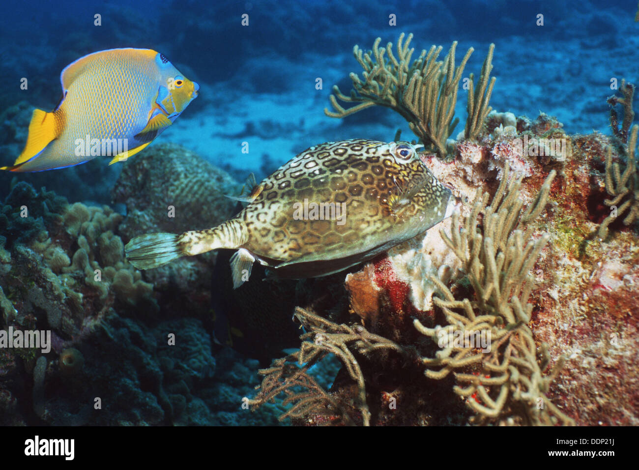 Honeycomb cowfish hi-res stock photography and images - Alamy