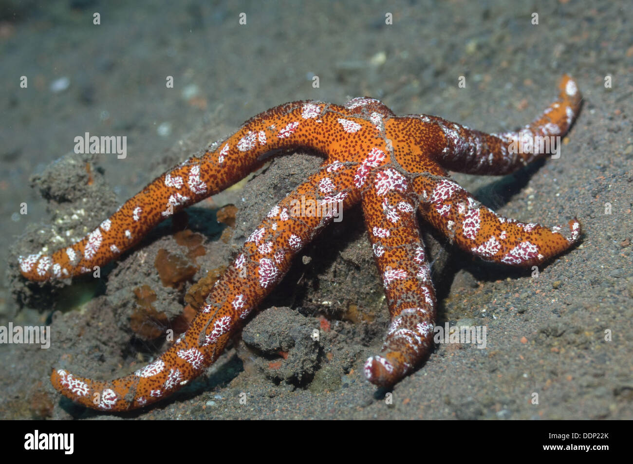 Starfish Comb Jelly High Resolution Stock Photography and Images - Alamy