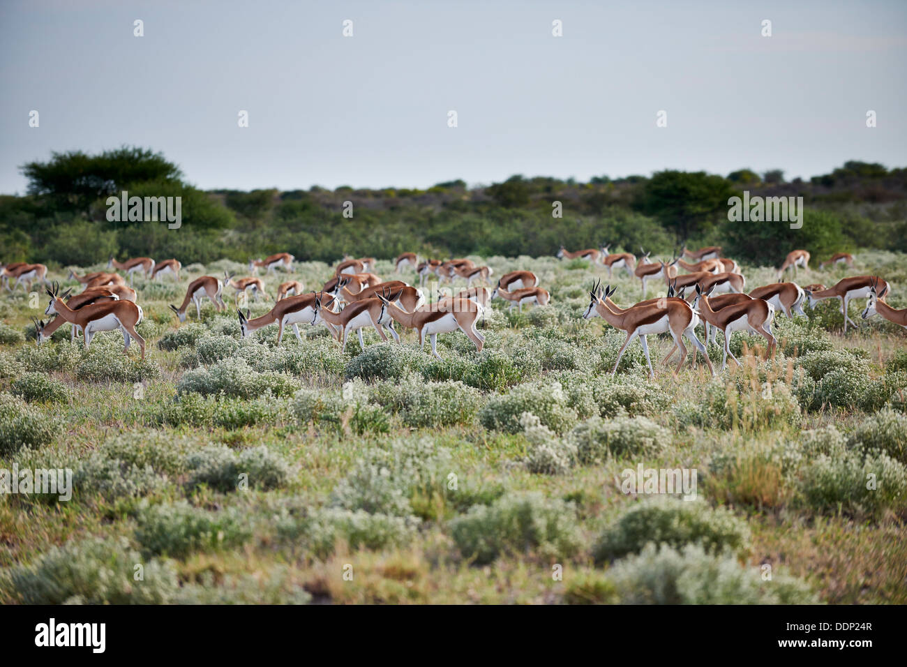 Springbok colours hi-res stock photography and images - Alamy