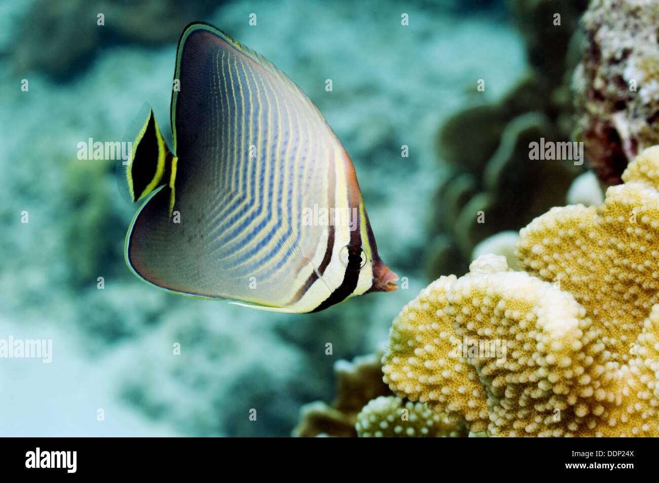 Natural triangle hi-res stock photography and images - Alamy