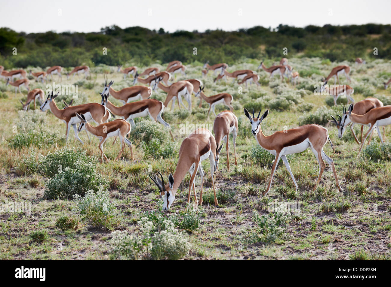 Springbok colours hi-res stock photography and images - Alamy