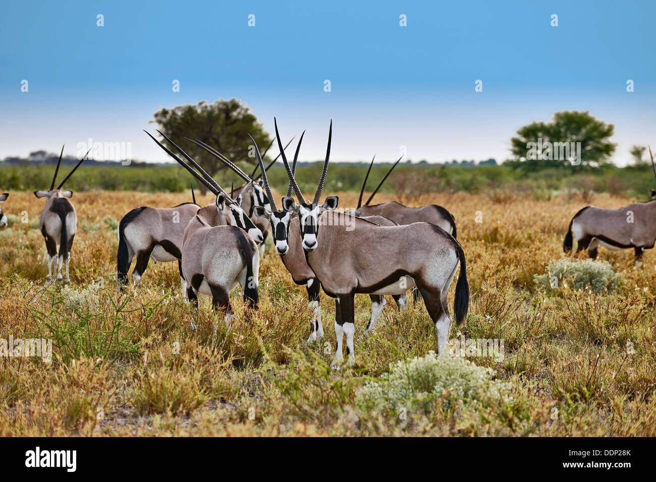 Herd of spike bucks, Oryx gazella, Central Kalahari Game Reserve Stock ...