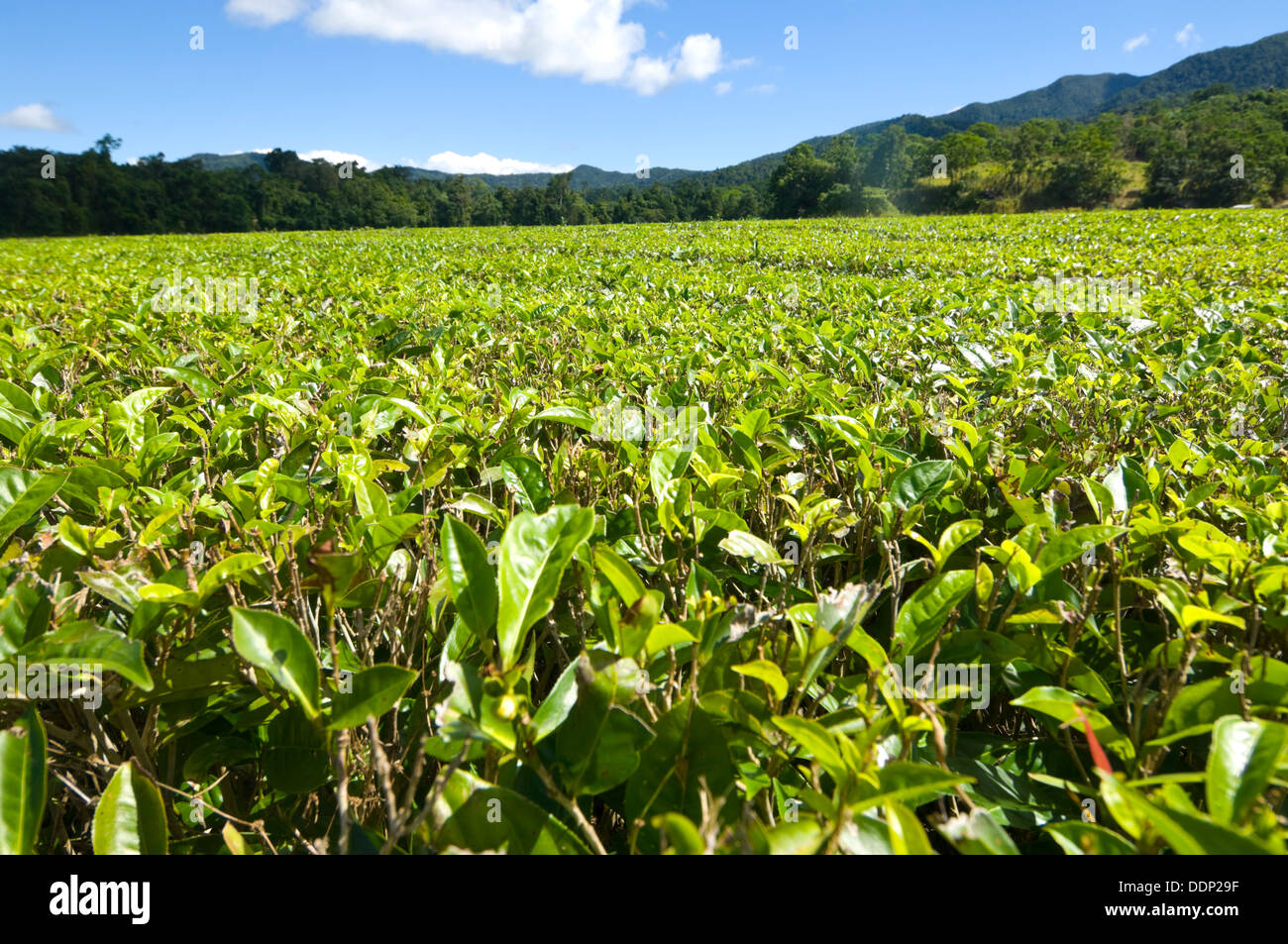 Tea Plantation Northern Queensland Australia Stock Photo - Alamy