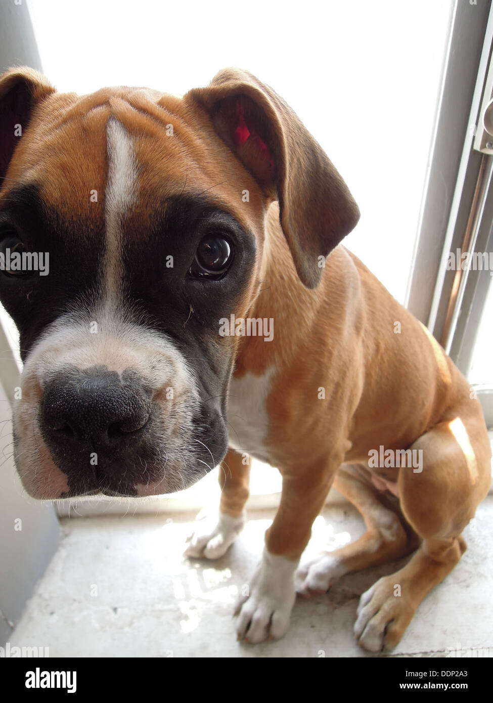 a cute female boxer puppy sitting on windowsill and looking at you with ...