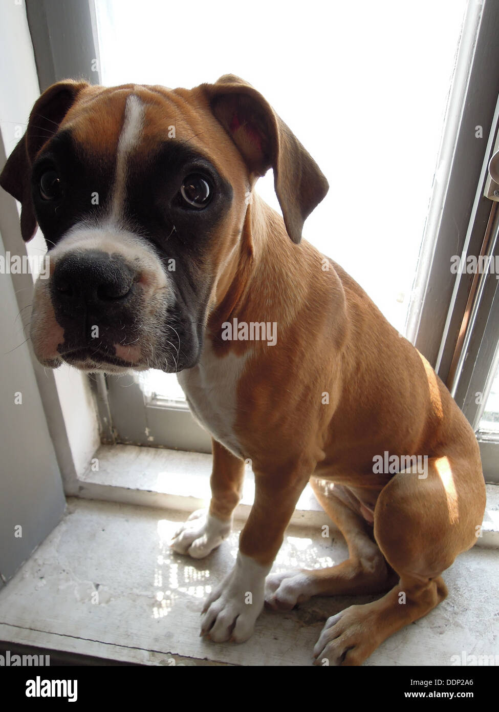 a cute female boxer puppy sitting on windowsill and looking at you with ...
