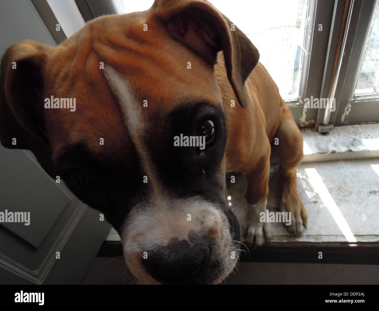 Cute Female Boxer Puppy Sitting High Resolution Stock Photography and ...