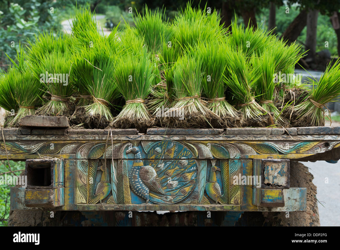 Bundles of new rice plants on a bullock cart just before planting a new ...