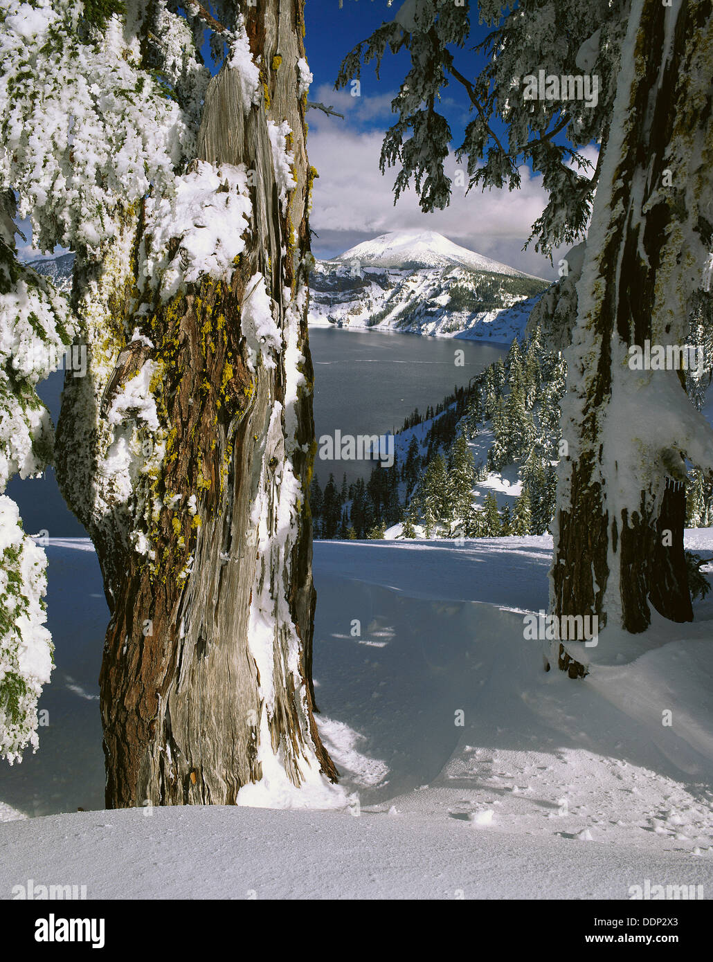 Snow covered hemlock tree hi-res stock photography and images - Alamy