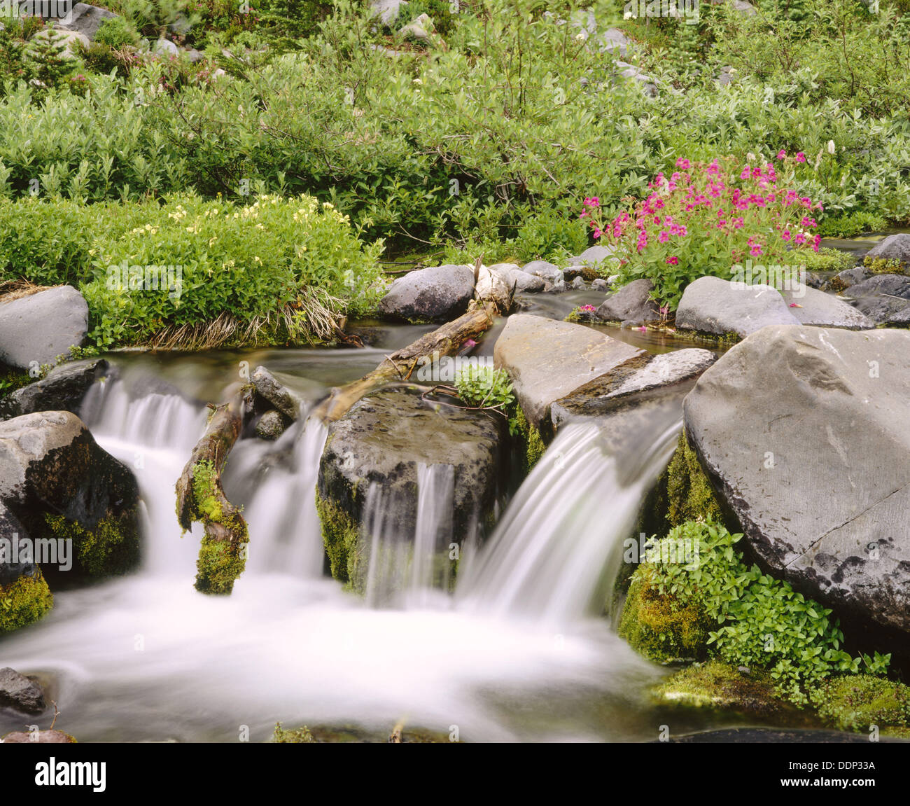 Lewis creek park washington hi-res stock photography and images - Alamy