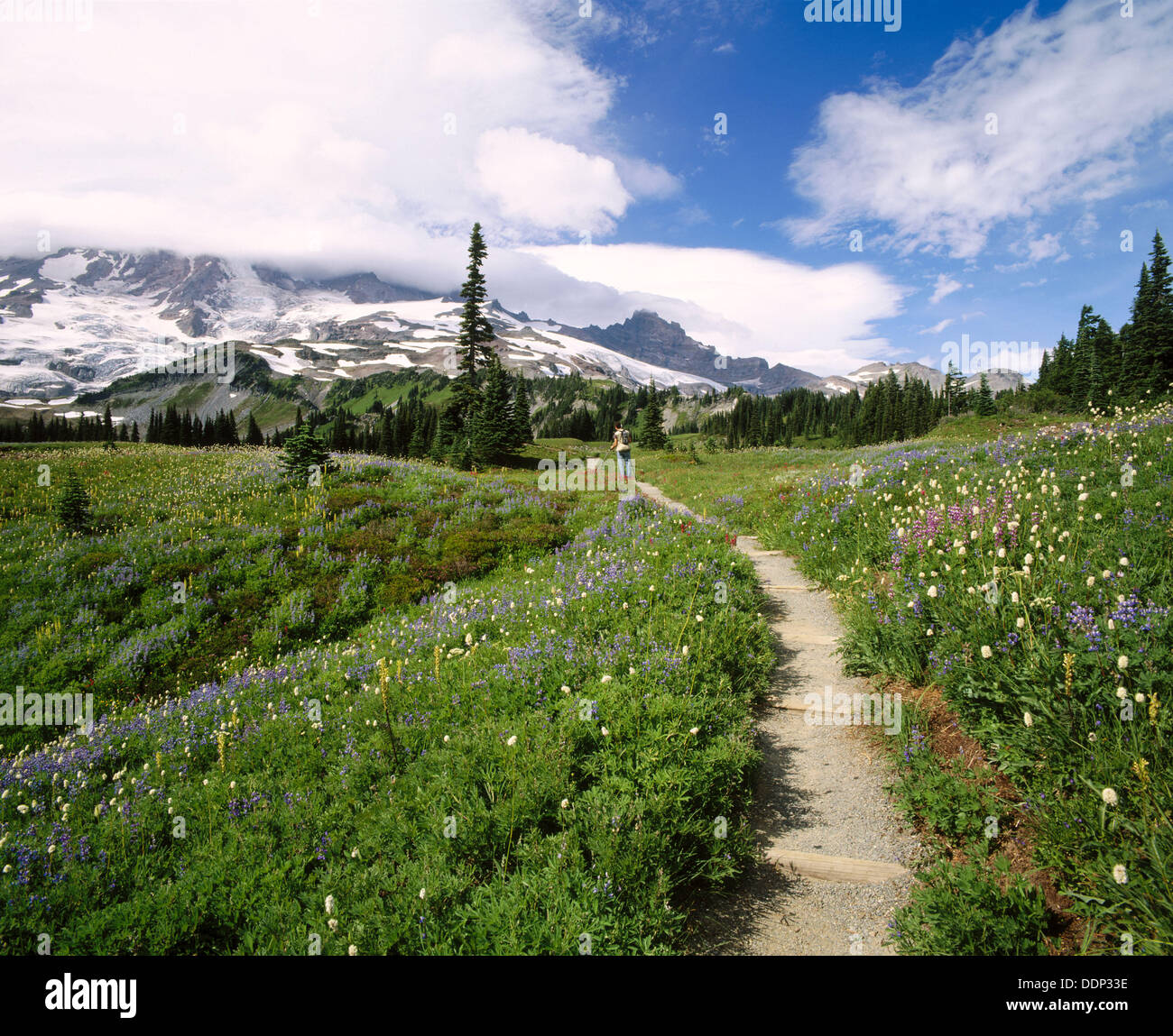 Photographer on wildflower trail, Mazama Ridge with Mount Rainier in ...