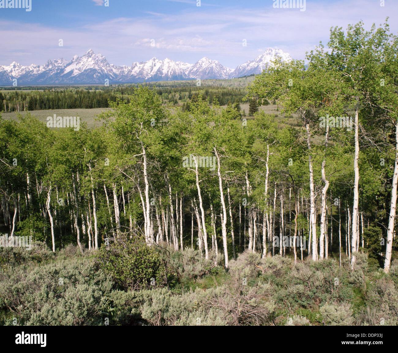 Aspen trees populus tremuloides teton hi-res stock photography and ...