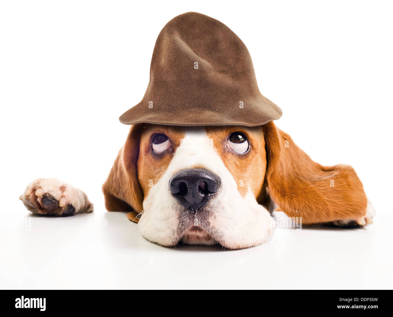 beagle in wizard hat isolated on white background Stock Photo - Alamy