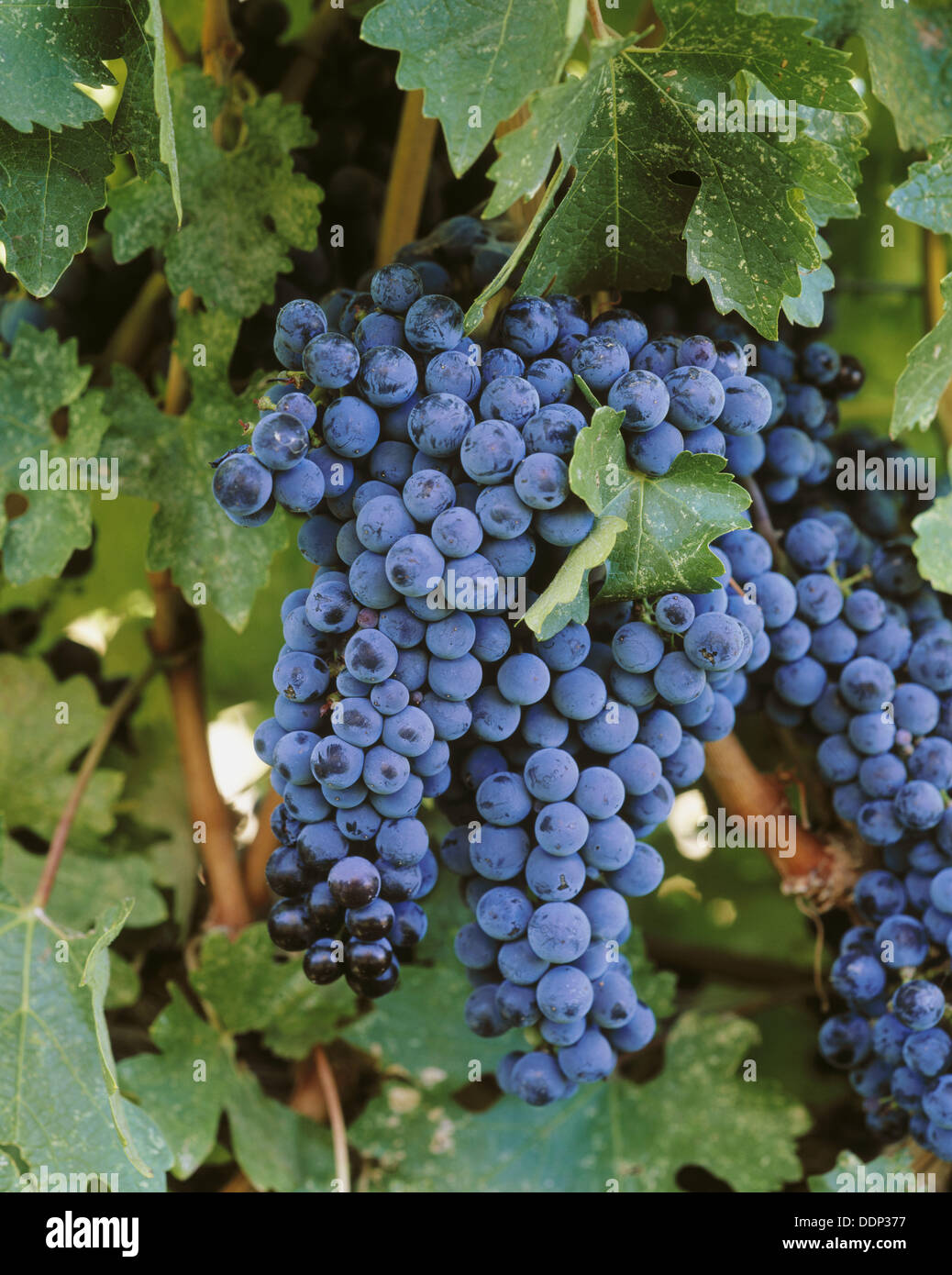Eastern Washington Grapes High Resolution Stock Photography and Images ...