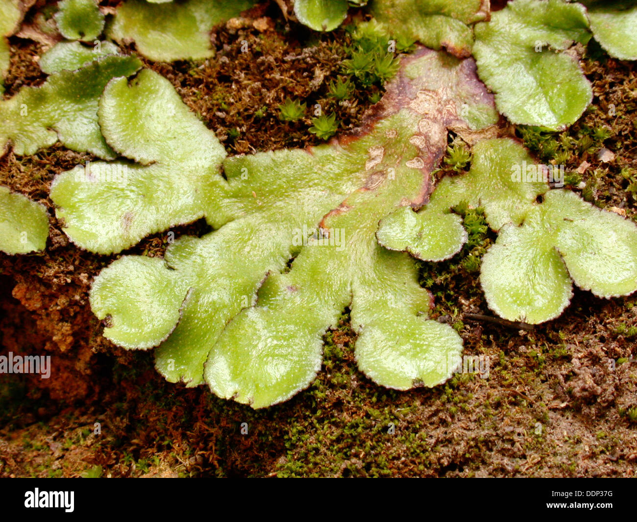 Marchantiophyta High Resolution Stock Photography and Images - Alamy