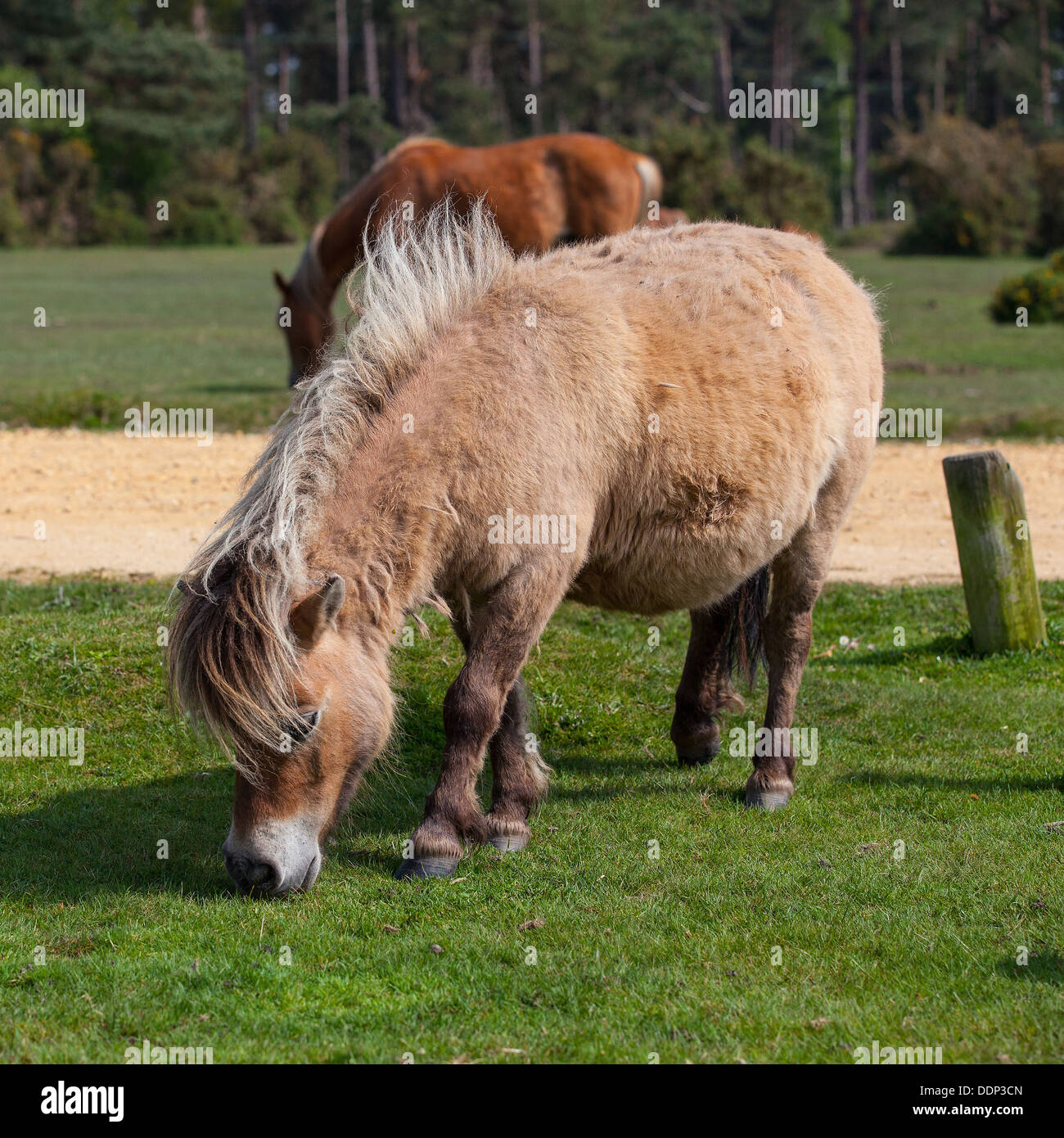 Wild horses new forest hi-res stock photography and images - Alamy