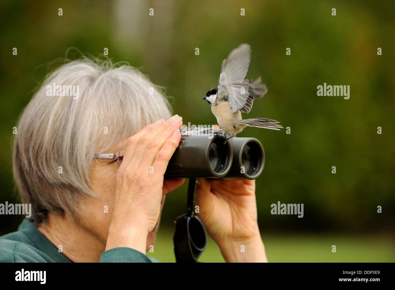 Funny chickadee hi-res stock photography and images - Alamy