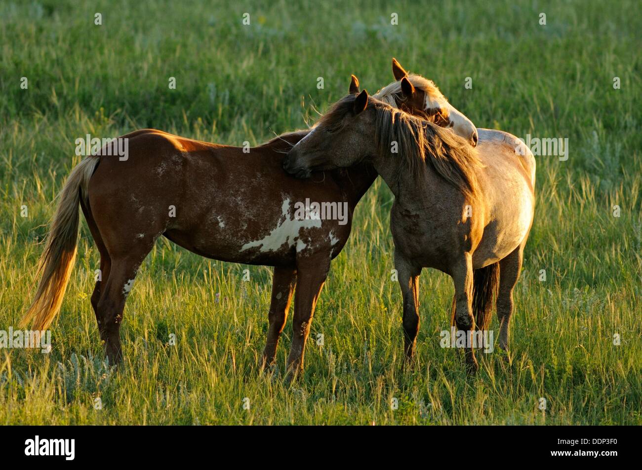 The evolution of the horse hi-res stock photography and images - Alamy