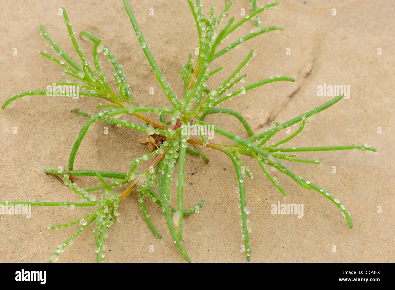 Russian Thistle Seedling