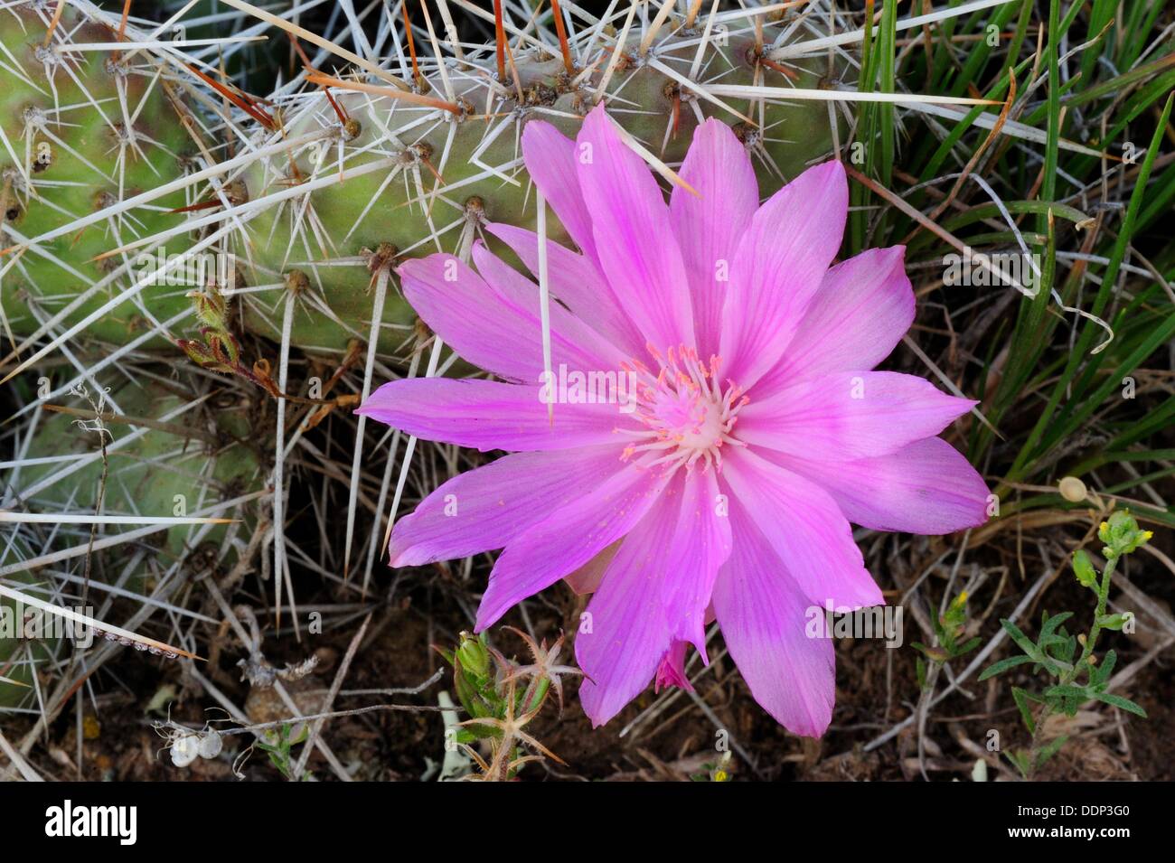 Lewisia species hi-res stock photography and images - Alamy