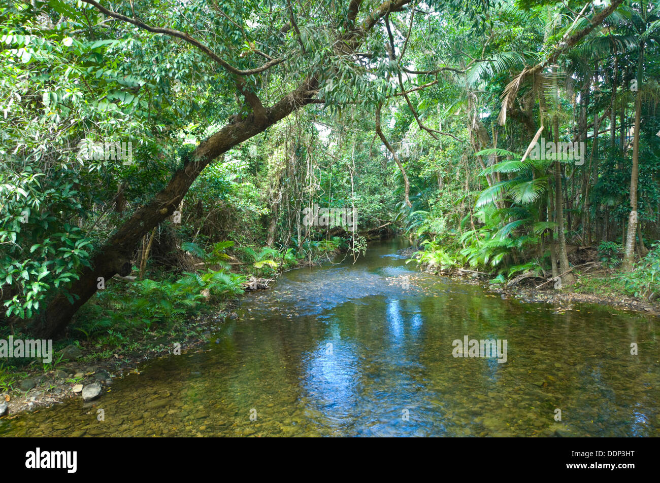 Kuku daintree hi-res stock photography and images - Alamy