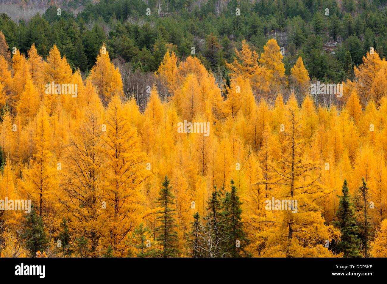 Larix laricina larches hi-res stock photography and images - Alamy