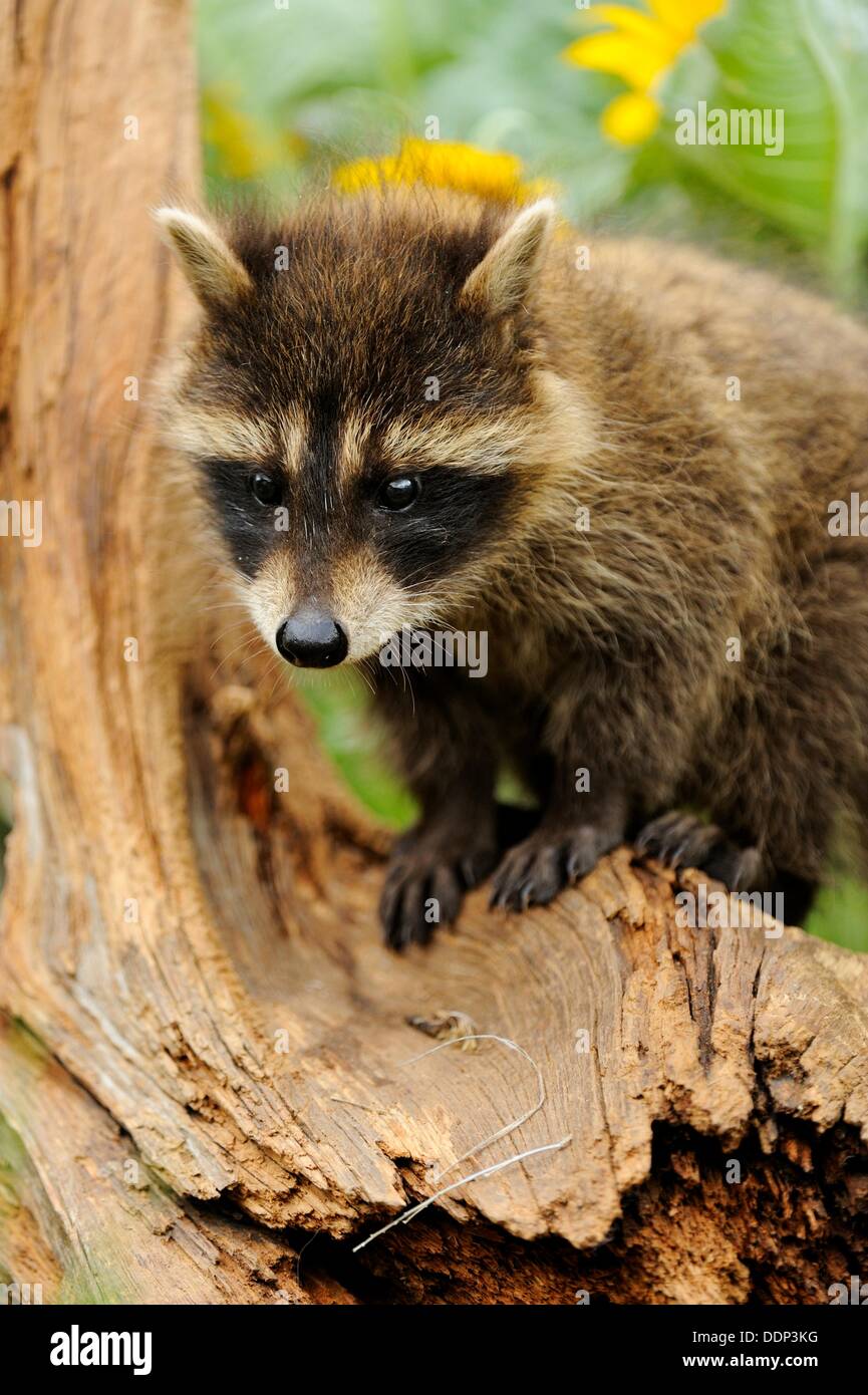 Raccoon model hi-res stock photography and images - Alamy