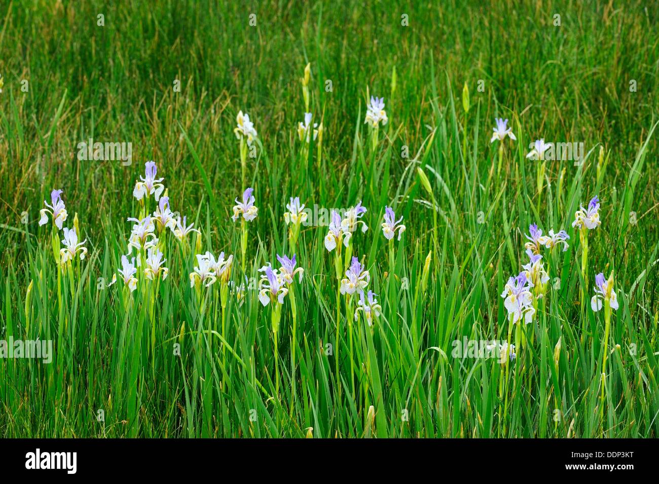 Rocky mountain iris hi-res stock photography and images - Alamy